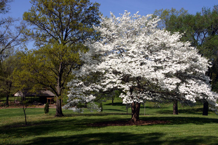 Ridgeview Park Trees